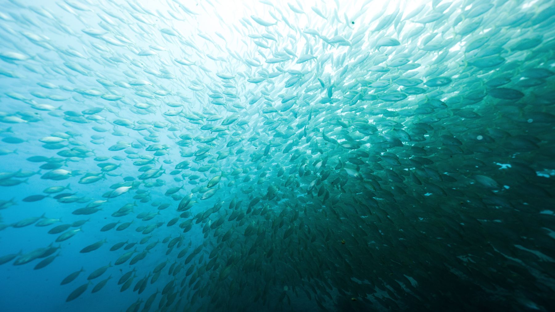 Ni pez araña ni medusas: las salpas llegan a las playas españolas y así debes actuar al verlas ...