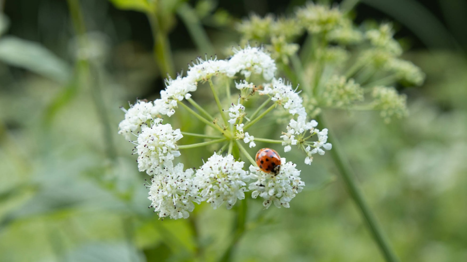 They are beautiful, but very dangerous - this garden plant that can ...
