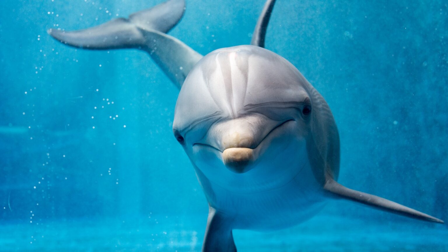 They put a microphone on this dolphin and the scientists are astonished ...