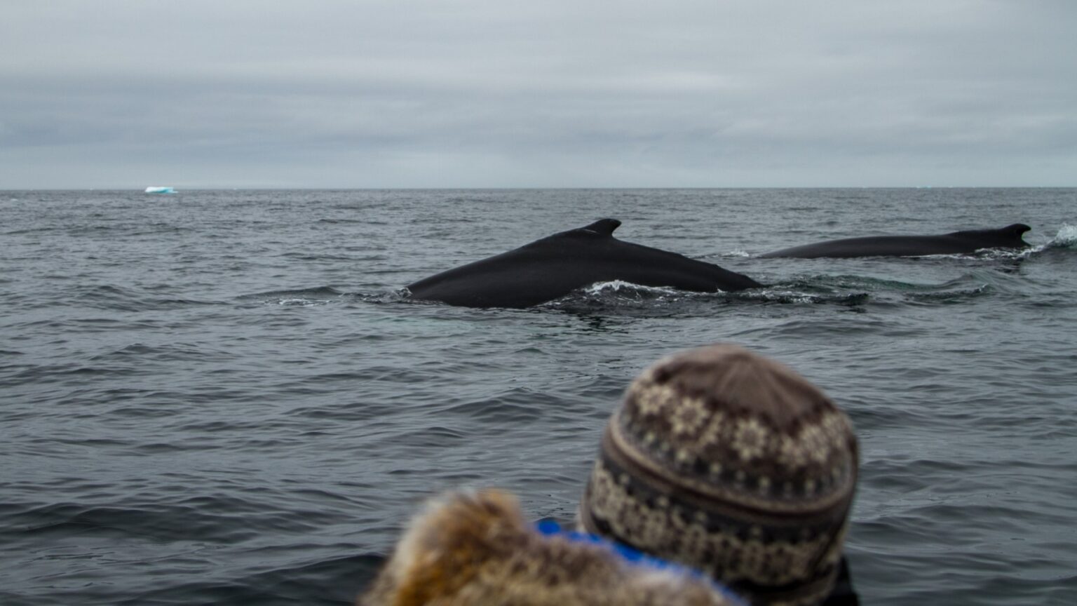 While kayaking, this boy is swallowed by a giant whale while his father videotapes it