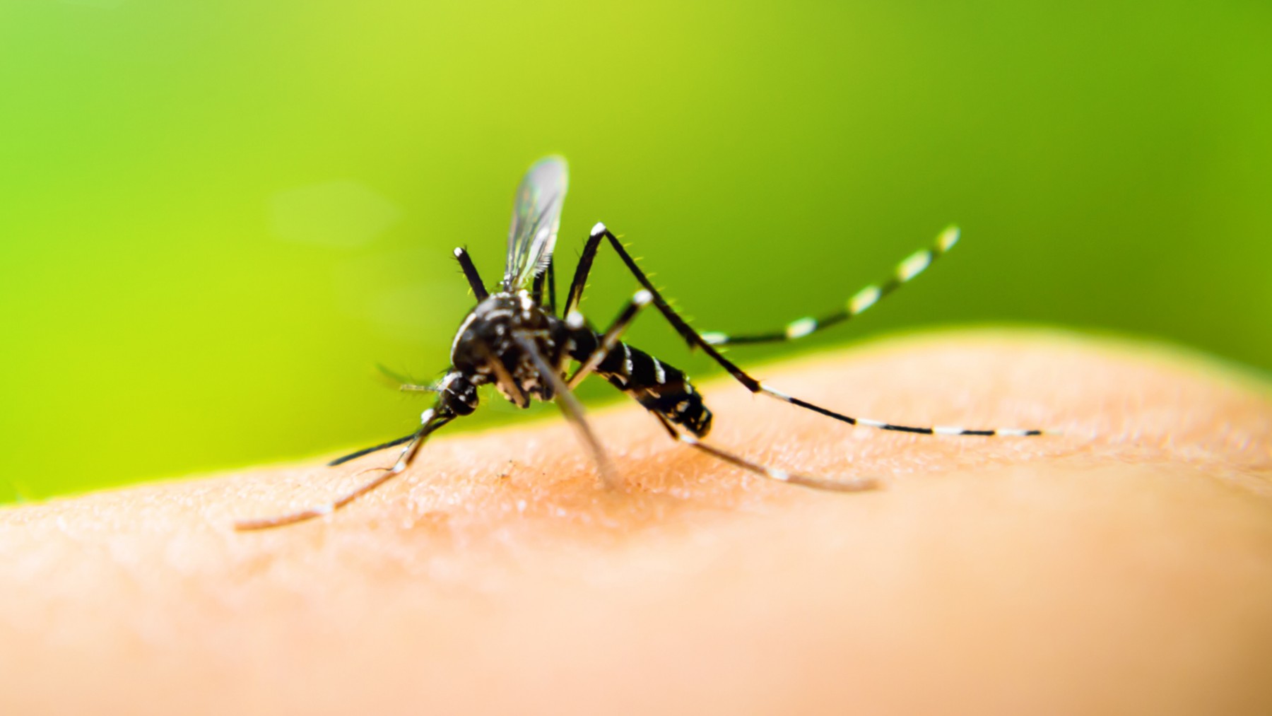 How to keep mosquitoes out of your house with just one kitchen ingredient