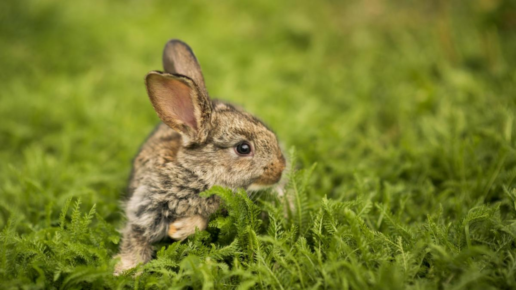 120 years later, scientists discover a rare species thought to be extinct