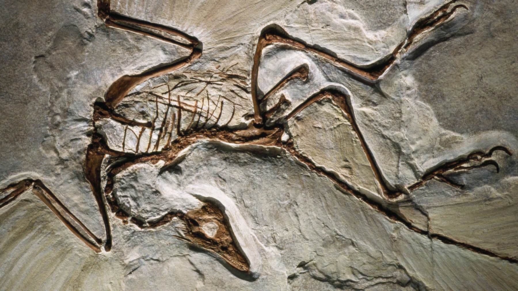 Confirmed - this fossil of the earliest known bird reveals key secrets ...