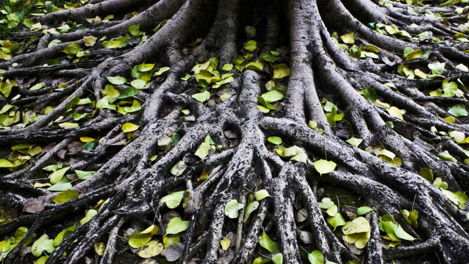 It's official—a study reveals that underground roots store more carbon ...