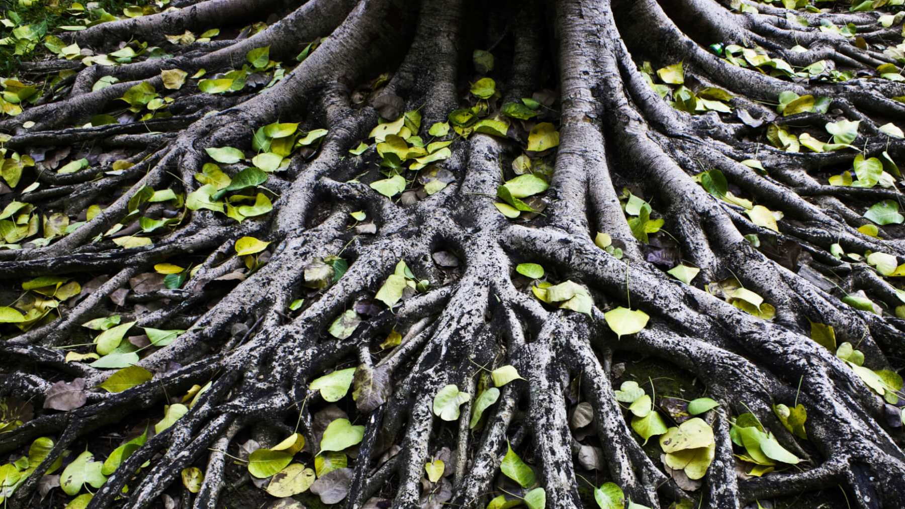 It's official—a study reveals that underground roots store more carbon ...