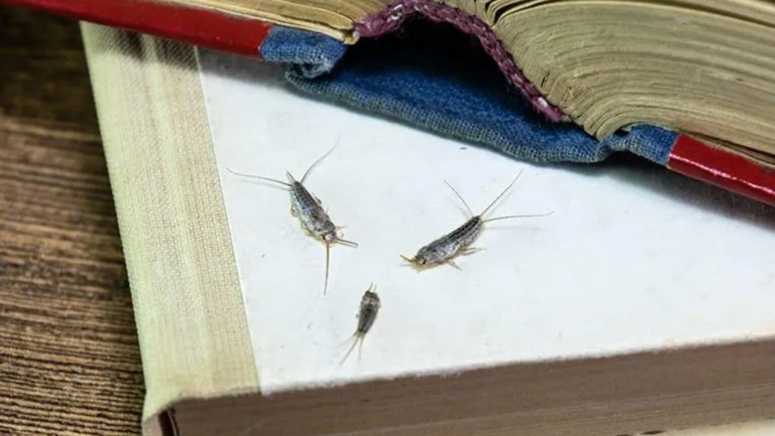 No cockroaches or ants - this silent insect is the sign that something ...