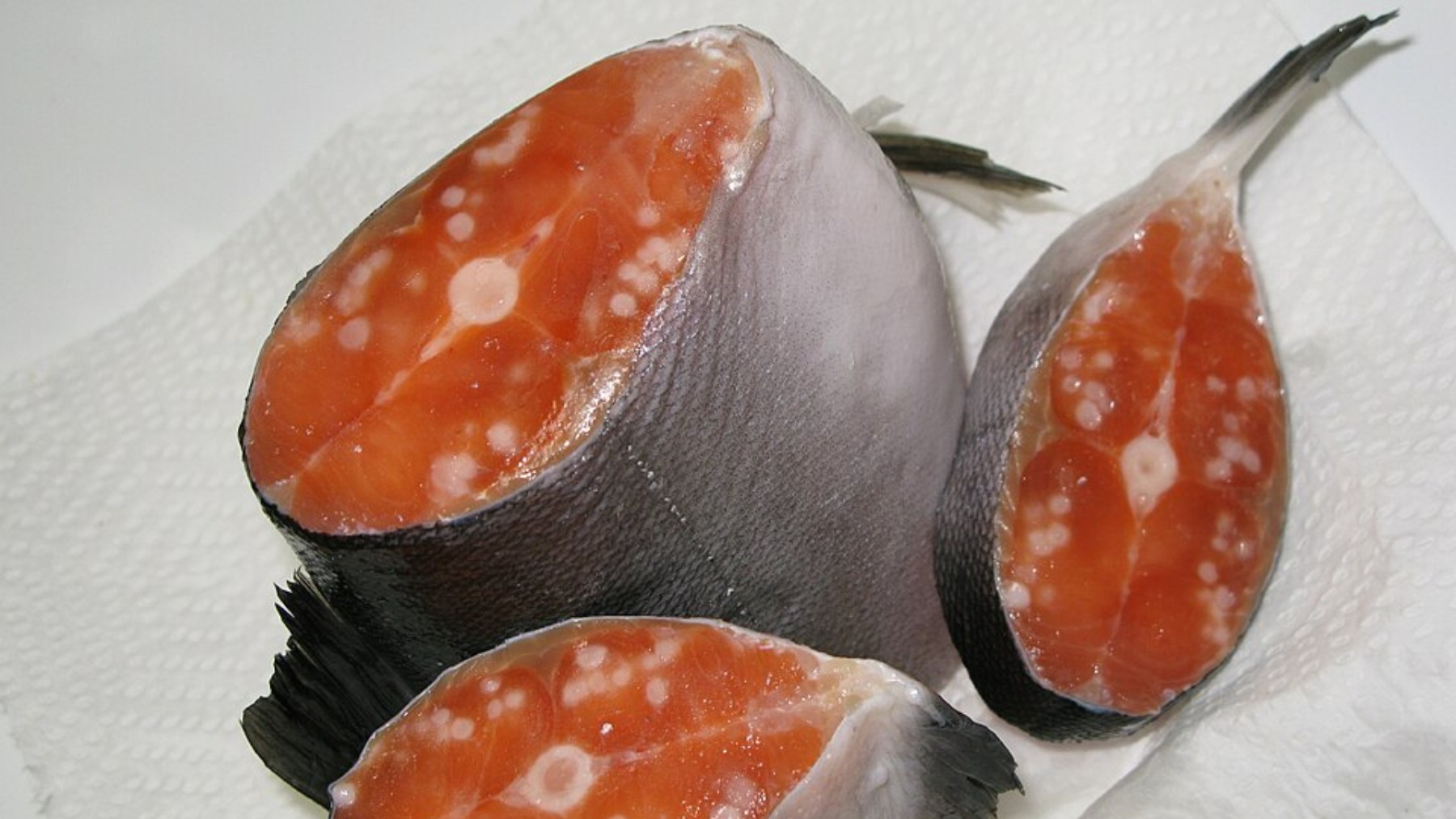 Confirmed - first animal on Earth to live without oxygen discovered and ...