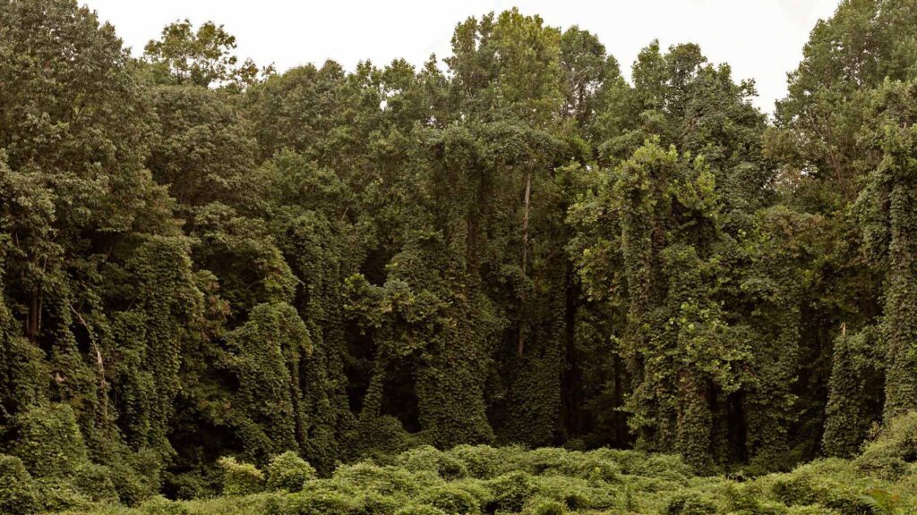 NASA in shock - the Blue Planet is disappearing and the Earth is now ...