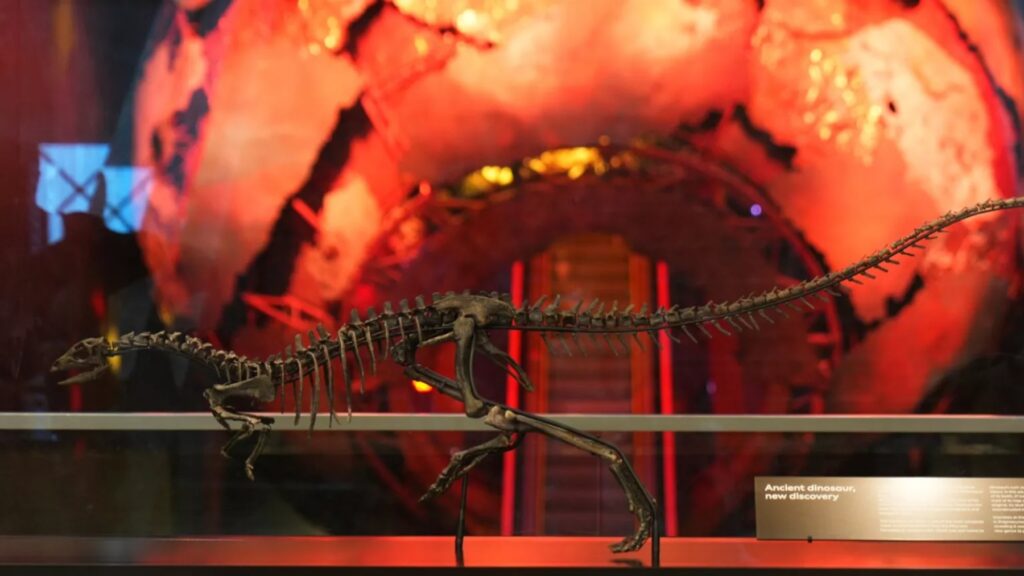 Labrador-sized dinosaur discovered in U.S. - was fast, mysterious and ...
