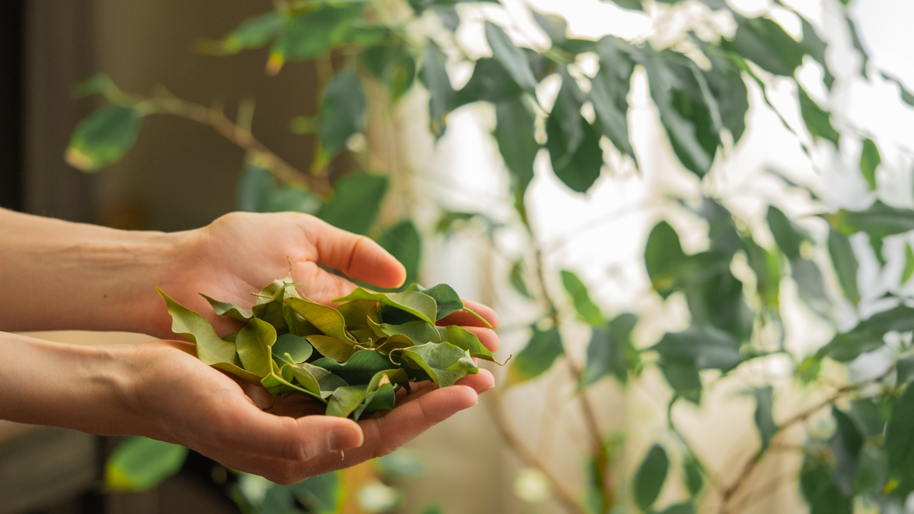 Neither incense nor candles - laurel is the key to attract money and ...