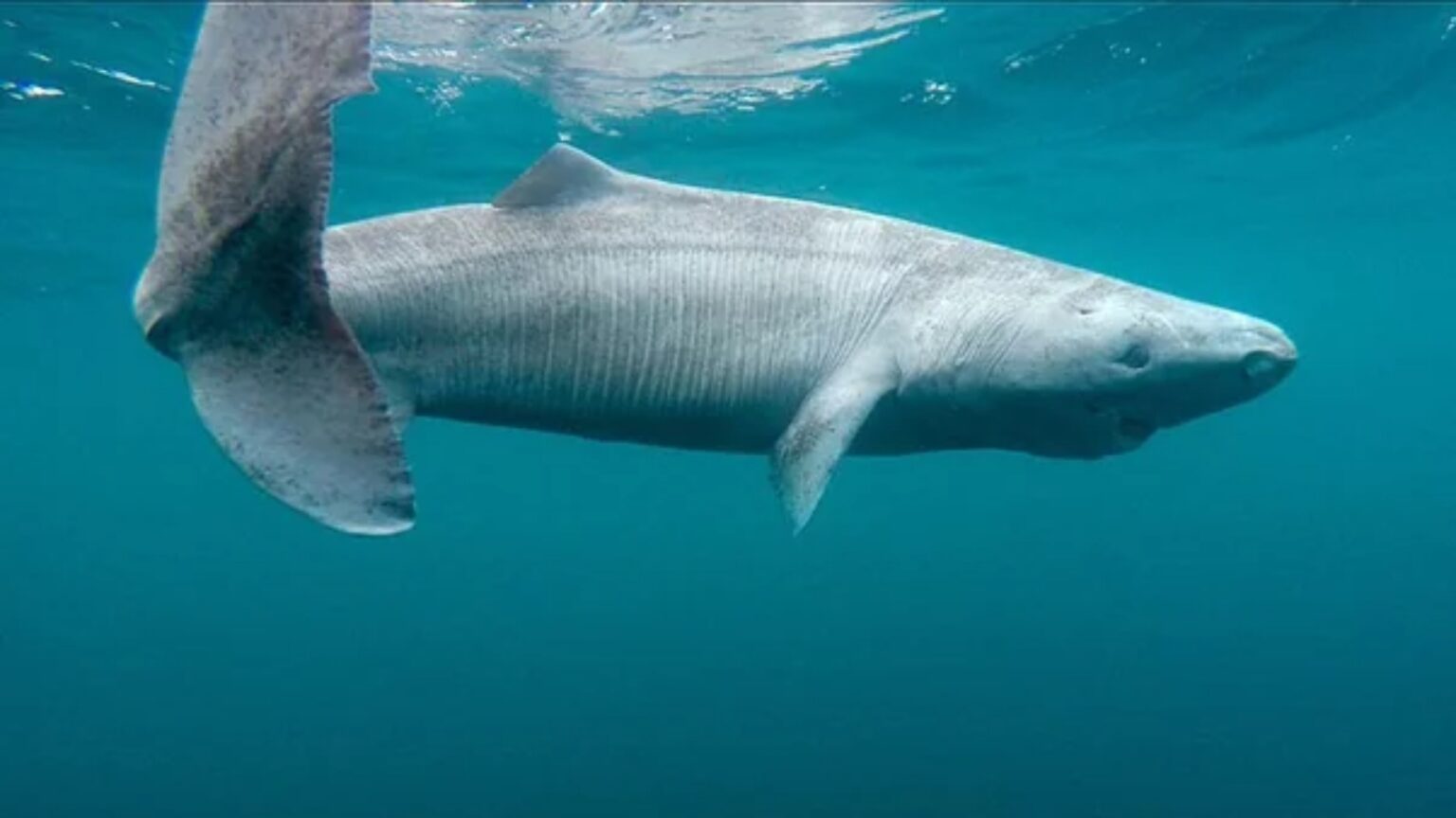 Cow thrown into the depths of the China Sea - scientists wanted to ...