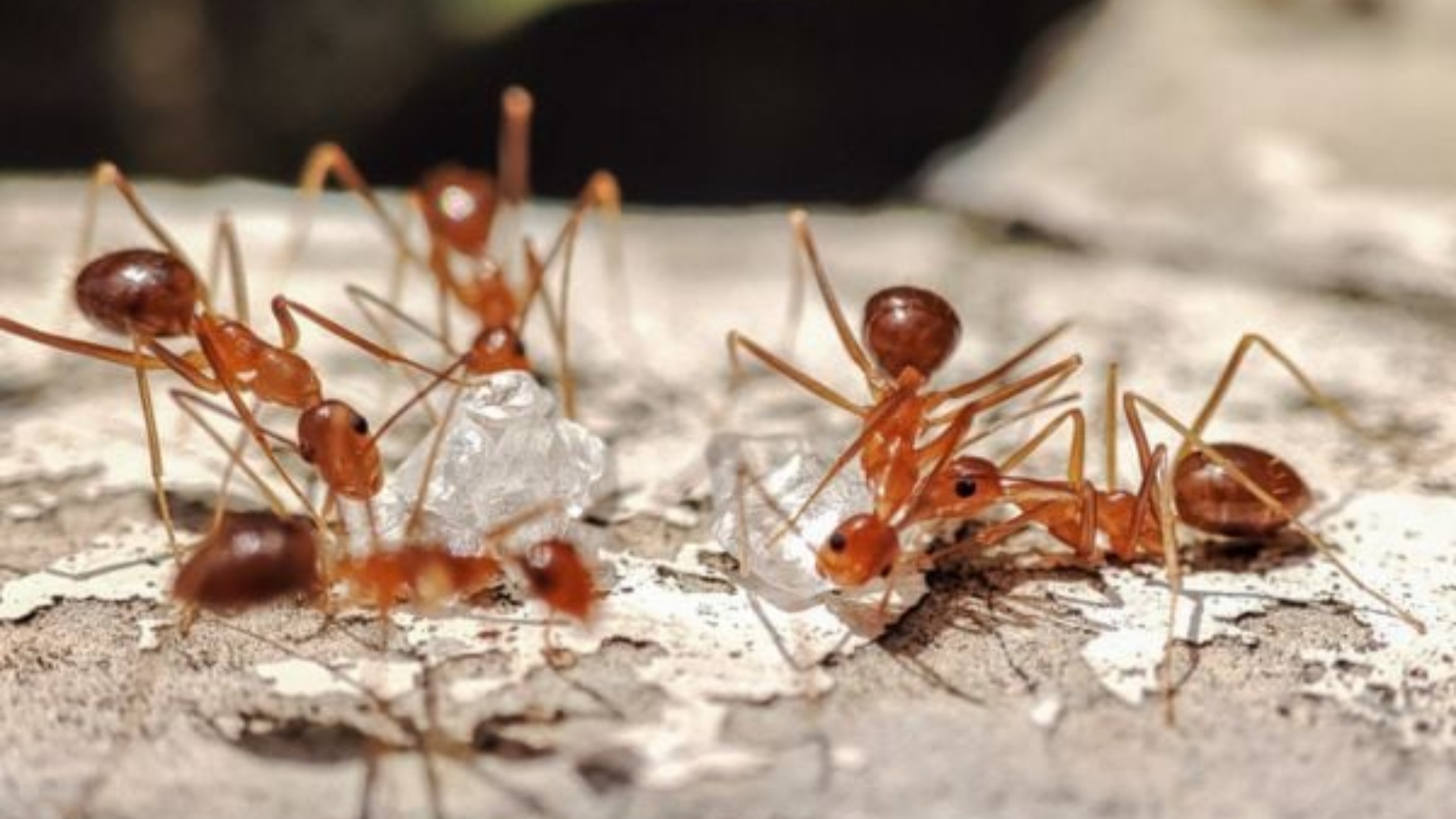 Red alert in Florida - the tawny crazy ant has become one of the worst ...