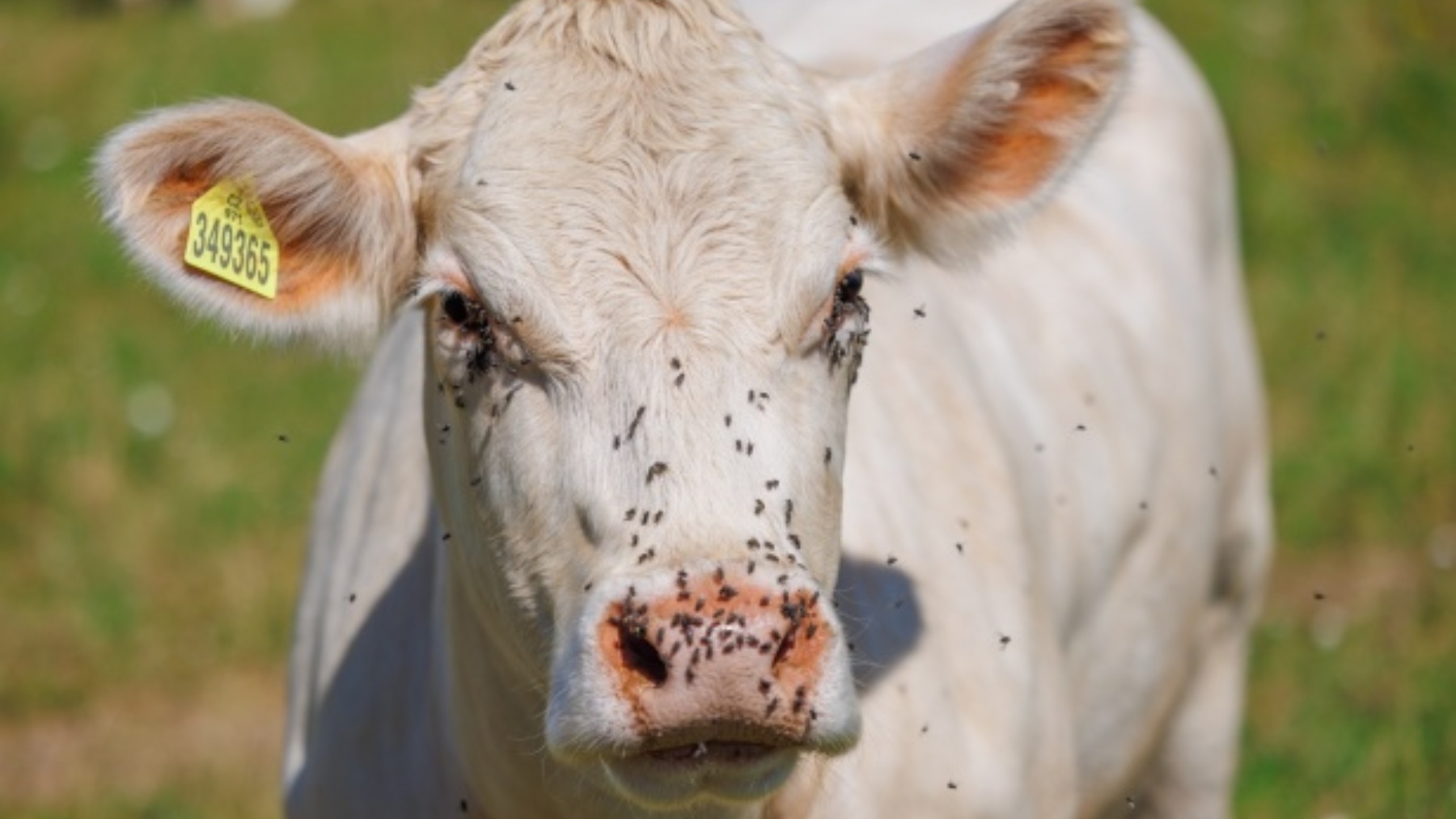 U.S. to use sterilized flies dropped from airplanes to stop a pest that ...