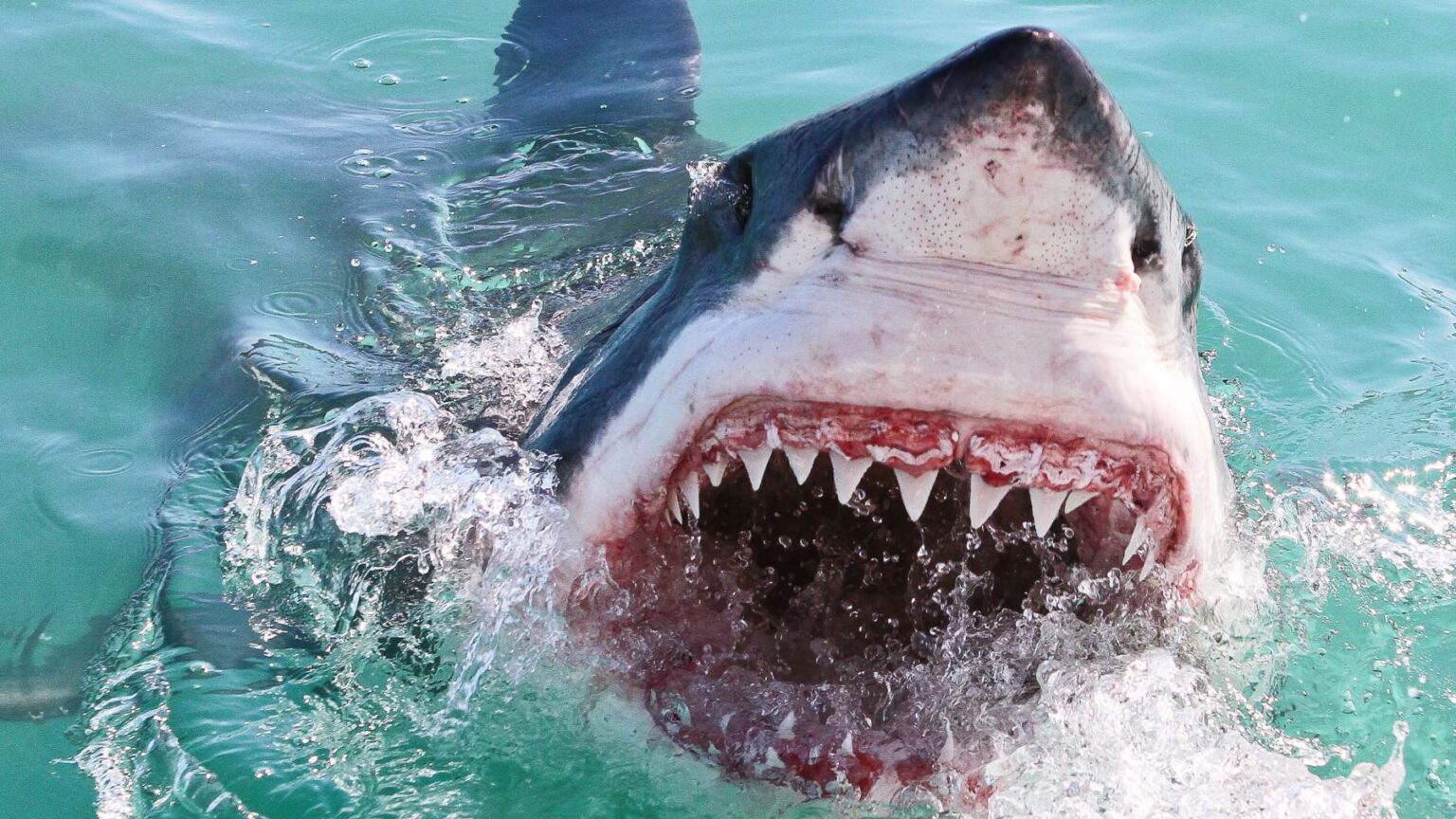 Confirmed - world's largest great white shark appears off Cape Cod and ...