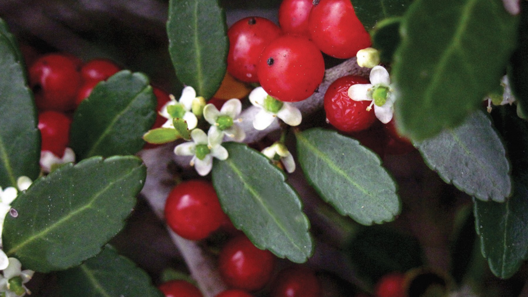 Goodbye to imported coffee—Yaupon tea is making a comeback in the US as ...