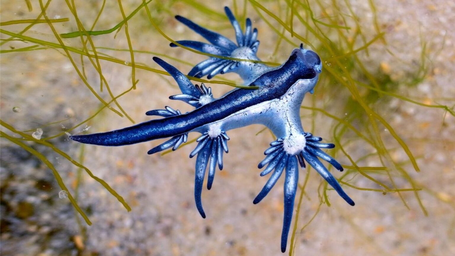Confirmed - poisonous “blue dragon” found in a puddle at Racó de Mar ...