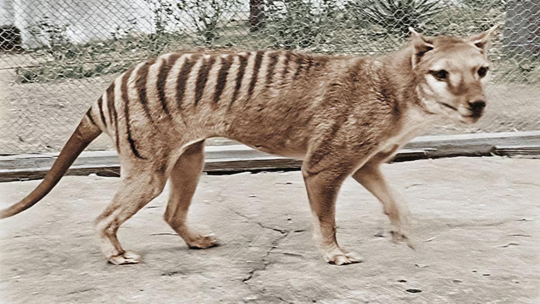 Scientists discover that the Tasmanian tiger was doomed millions of ...