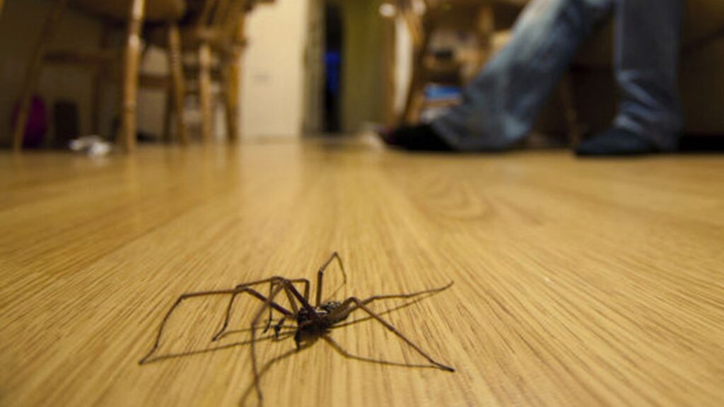 Confirmed by experts—this is why there are so many spiders in the house ...