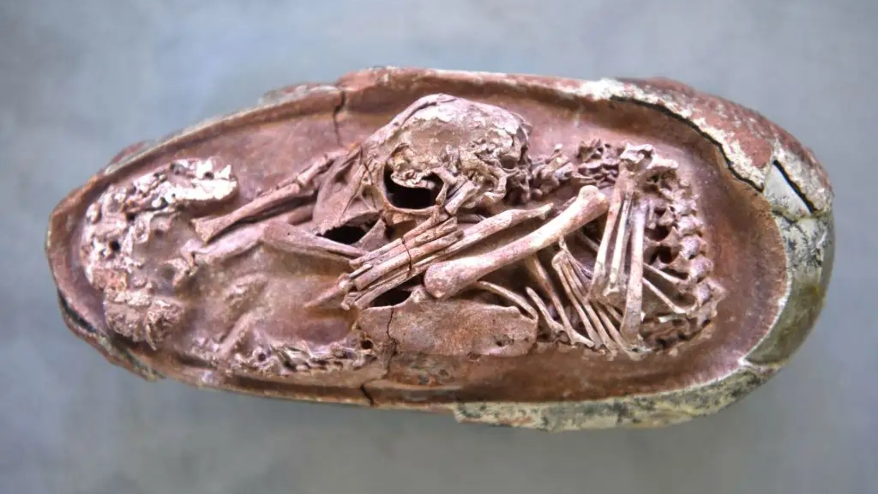 Confirmed—the best-preserved dinosaur embryo could be the key to ...