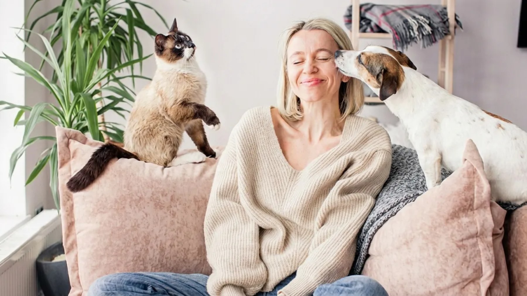 No large dogs or designated breeds—new law in Washington, D.C., changes ...