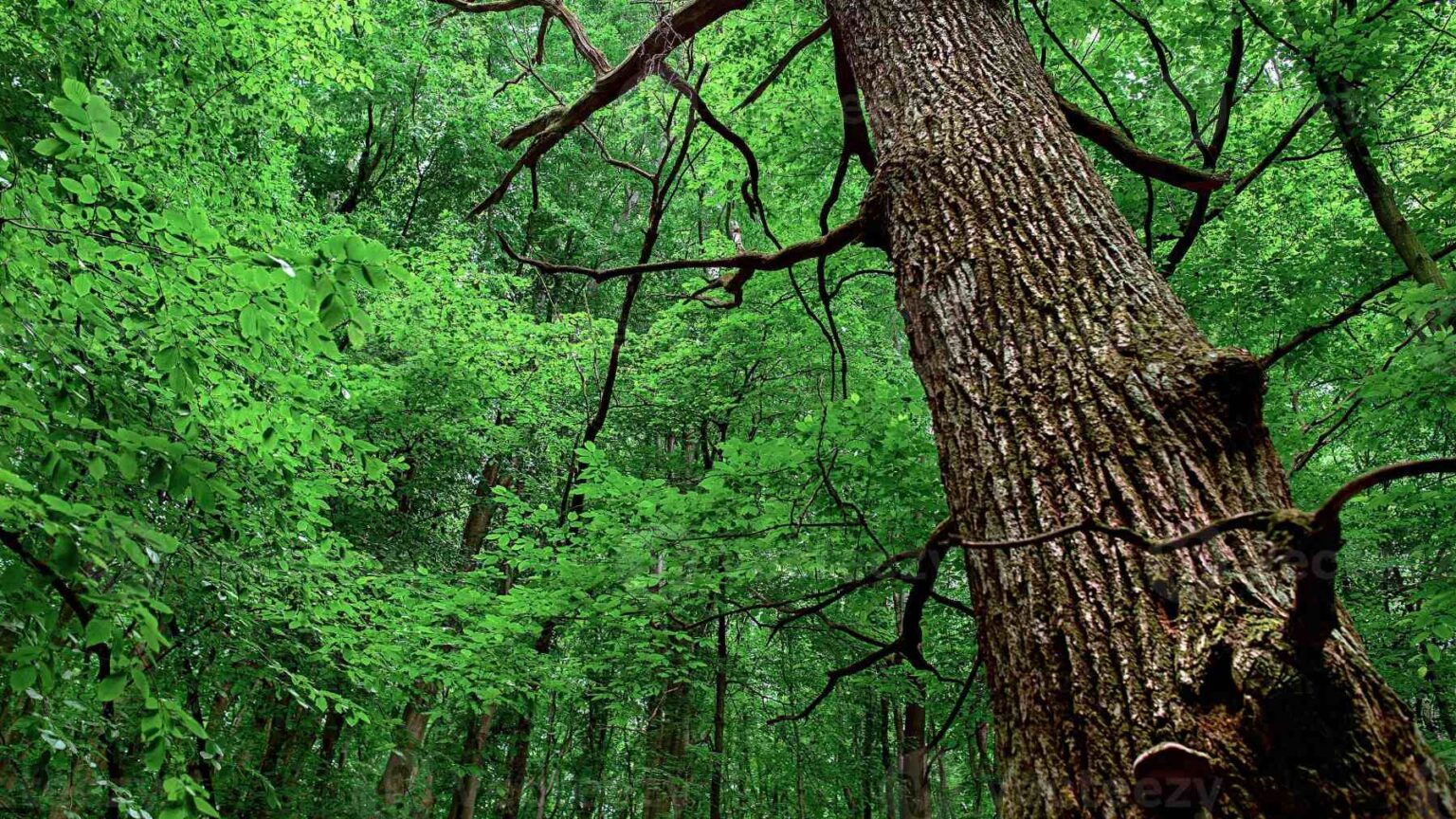Marc Dubois, a local craftsman specializing in wood carving, discovered ...