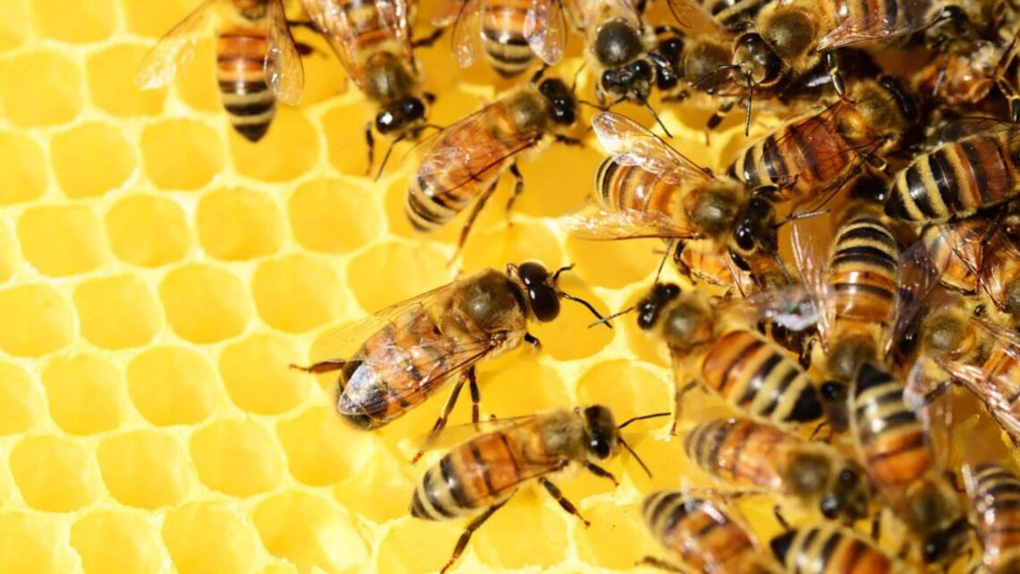They don't hibernate like bears or simply disappear—this is how bees ...